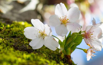 Skills Summary | cghn.nursing.uw.edu